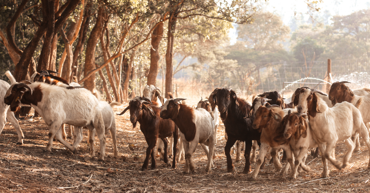 ABOUT - Goats.Africa